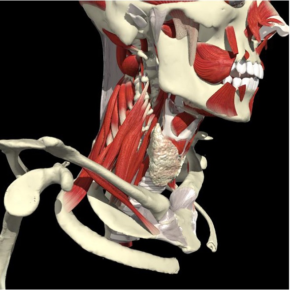 Neck Pain - North Oakland Chiropractic Clinic