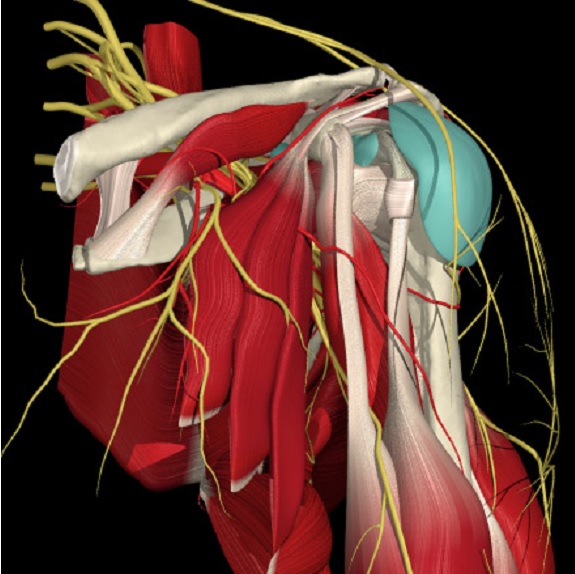 Shoulder Pain - North Oakland Chiropractic Clinic